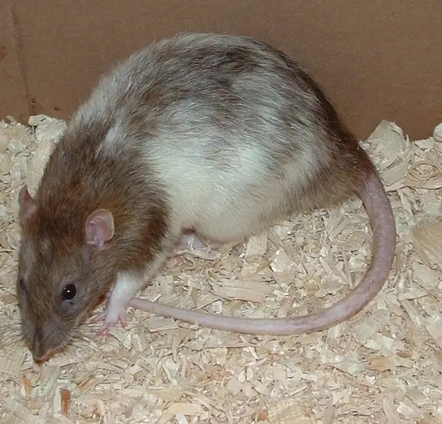Breeding Rats - Males and Females available - Feeder Rats | Small ...