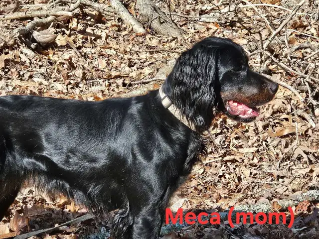 Chiots Gordon Setter | Dogs & Puppies for Rehoming | Rimouski / Bas-St ...