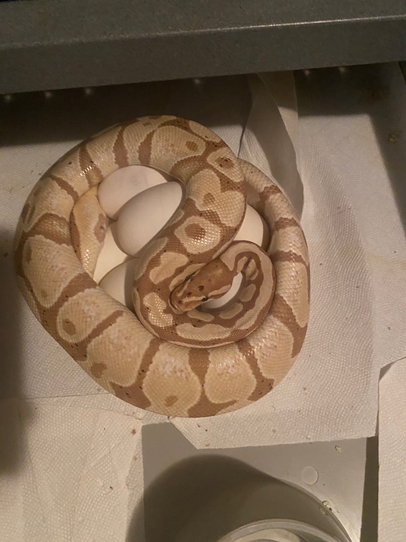 Breeder ball python available. | Reptiles & Amphibians for Rehoming ...