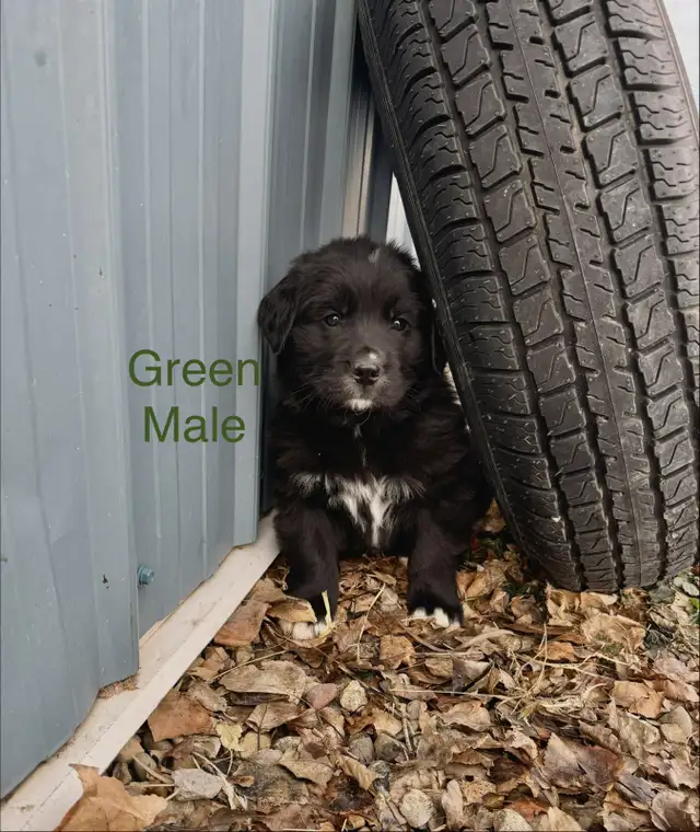 Bernese Mountain / Golden Retriever Puppies | Dogs & Puppies for ...