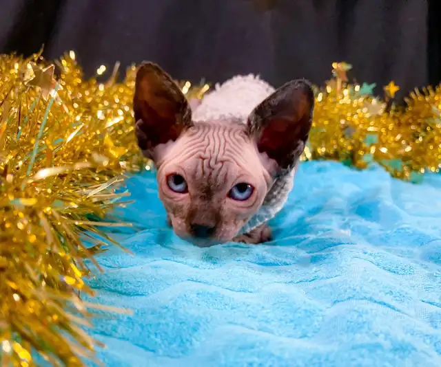 *Last One* Sphynx Kitten | Cats & Kittens for Rehoming | Vancouver ...