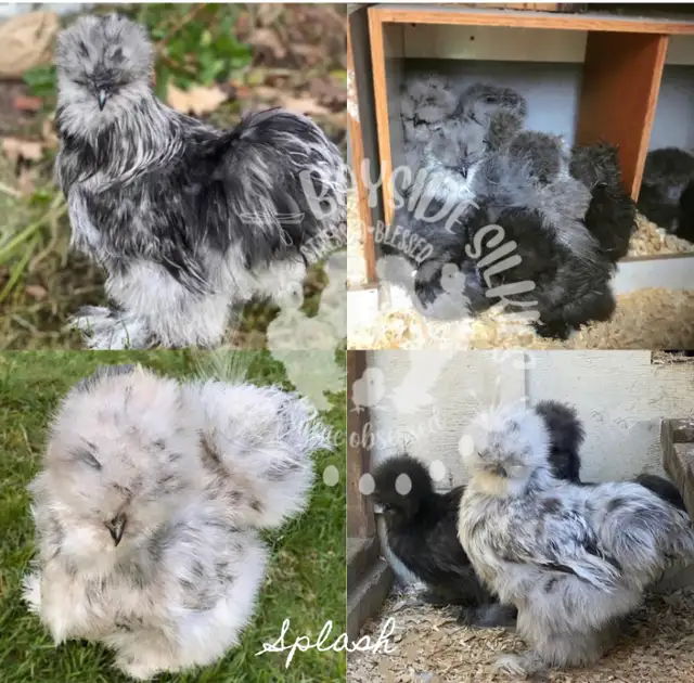 SALEColour separated silkie hatching eggs! SOP lines | Livestock ...