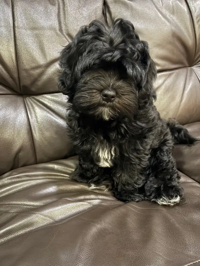 Bébé Shih Poo mâle 3 mois (Shih Tzu x Caniche) 800$ | Dogs & Puppies ...