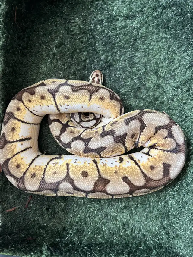 Male Python Royal /Ball Python Spider Pastel dl. Het Enhancer | Small Animals for Rehoming ...