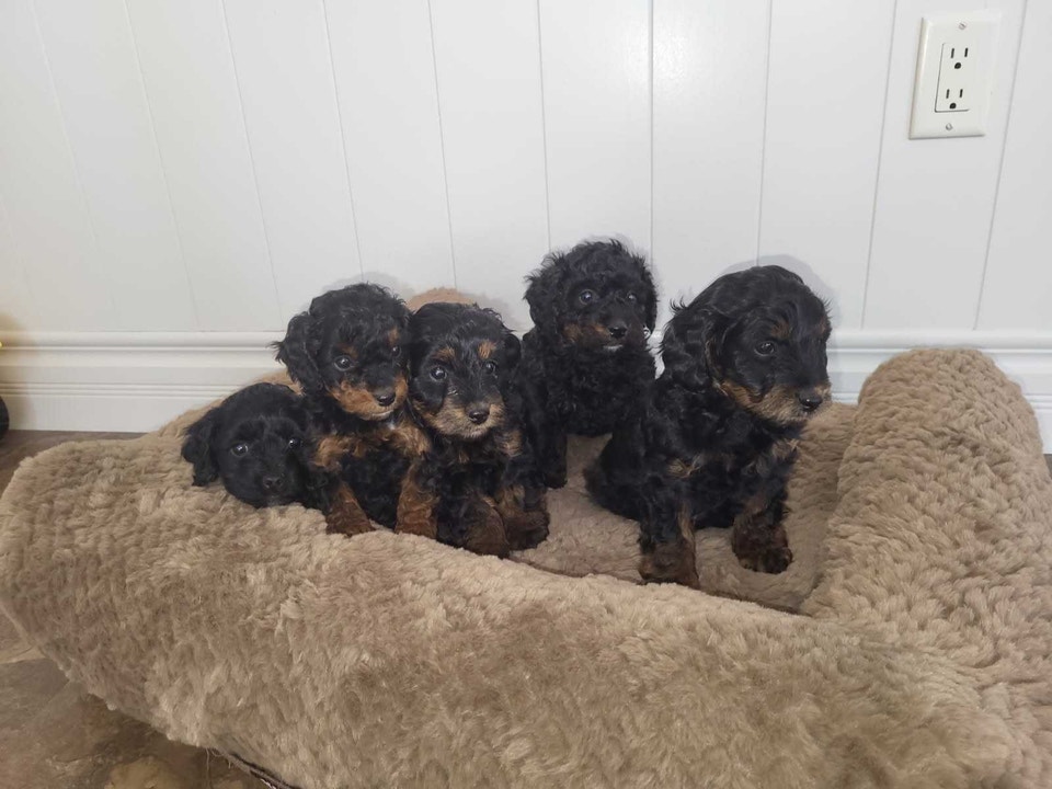 Adorable Cockapoo Puppies! Ready to go! -1 LEFT!!! | Dogs & Puppies for ...