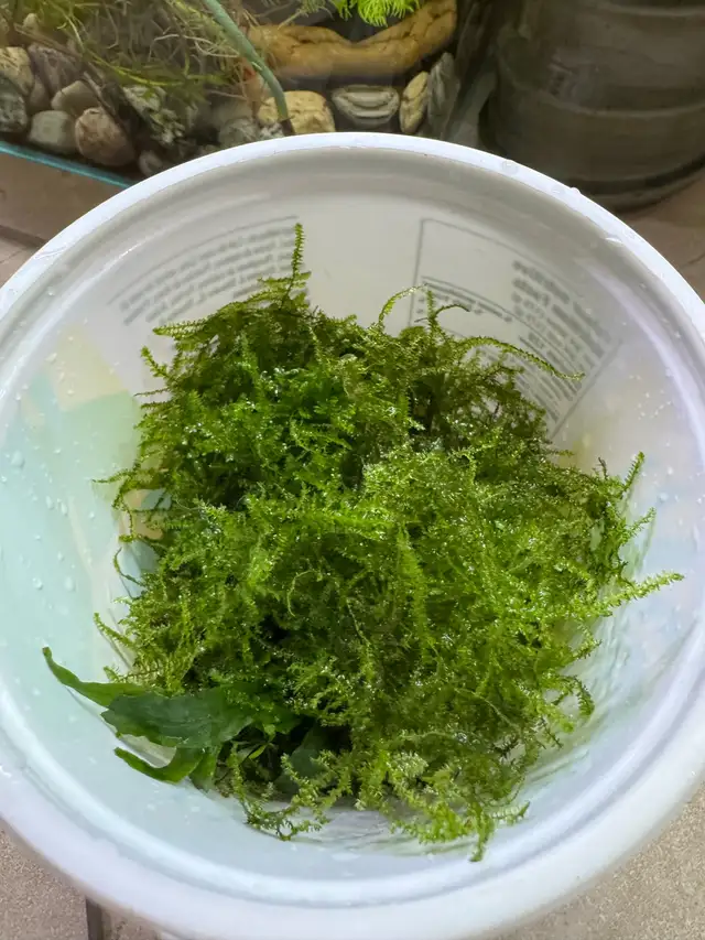 Christmas moss and a bit of narrow leaf Java fern | Fish for Rehoming ...