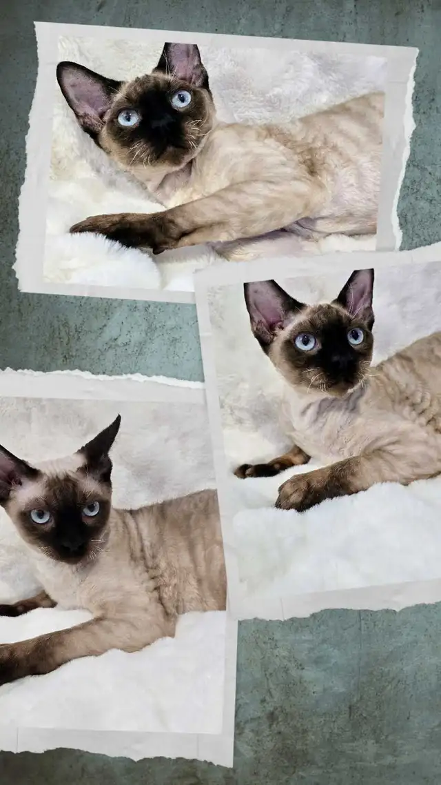 SPHYNX 2/BAMBINO 1/DEVON REX 4 TOUS FERTILE ET SES DES MALES | Cats ...