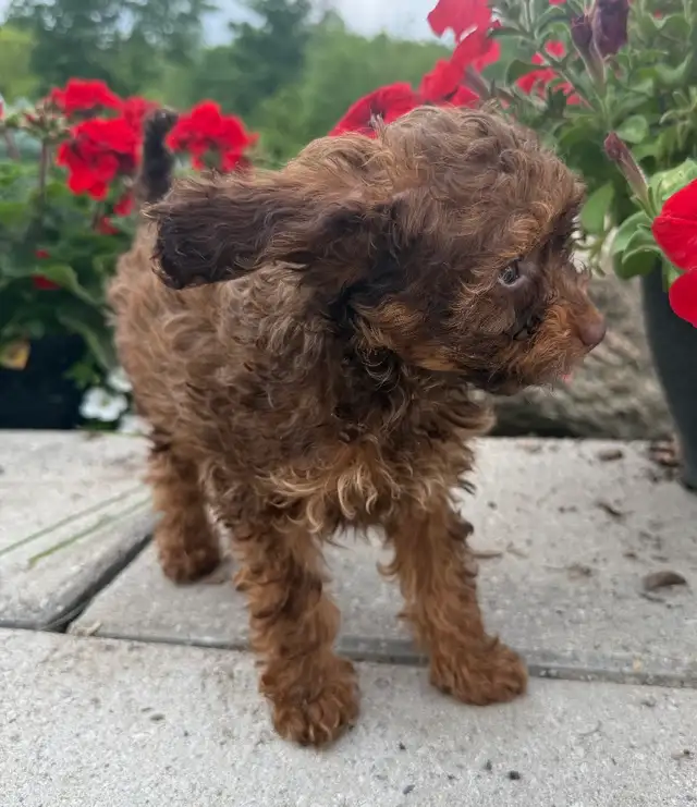 Mini Cavapoo Puppy | Dogs & Puppies for Rehoming | Ottawa | Free local ...