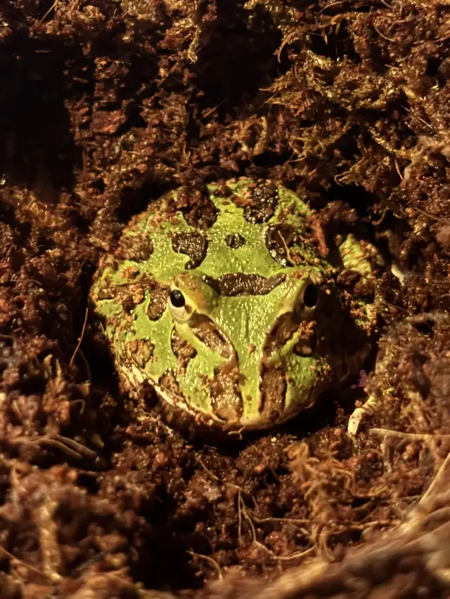 Pac-Man Frogs for Sale – Unique Morphs Available! | Reptiles ...