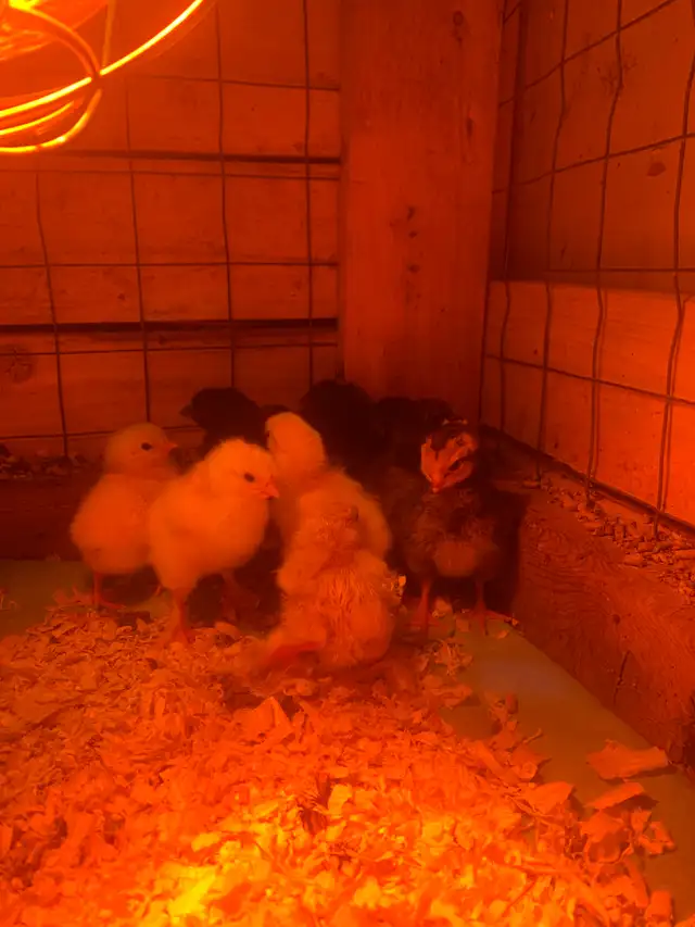 Hatching Eggs Rainbow One Dozen Chicken Barn Yard Mix (BYM) | Livestock ...