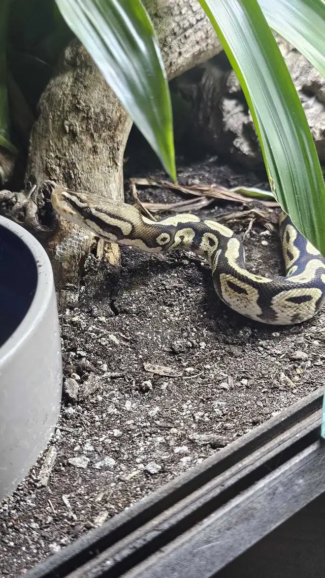 5 year old Ball Python with enclosure & accessories | Reptiles ...