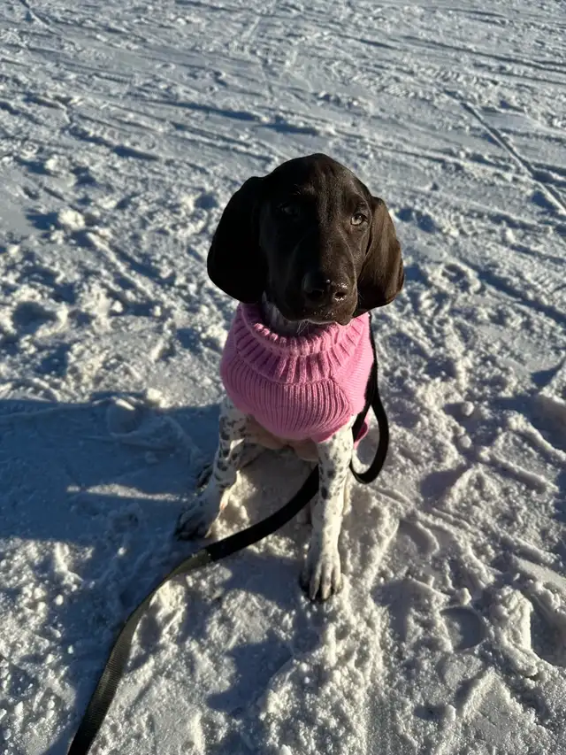 Beautiful German Shorthaired Pointer (GSP) puppies for sale | Dogs ...