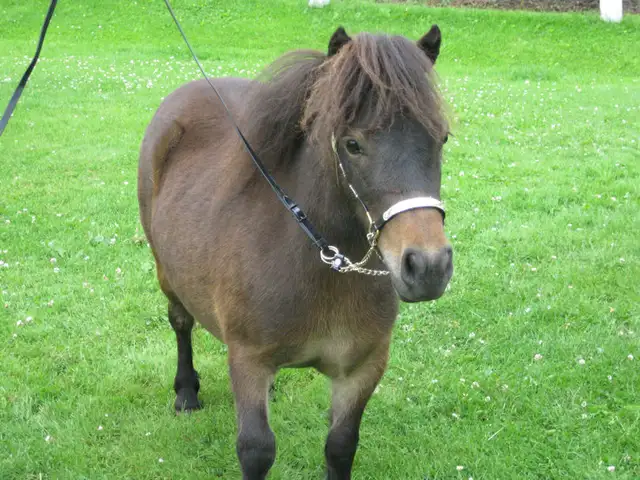 Super petite jument miniature de famille | Horses & Ponies for Rehoming ...