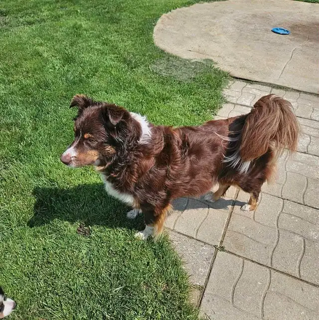 Magnifiques chiots Berger Australien | Dogs & Puppies for Rehoming ...