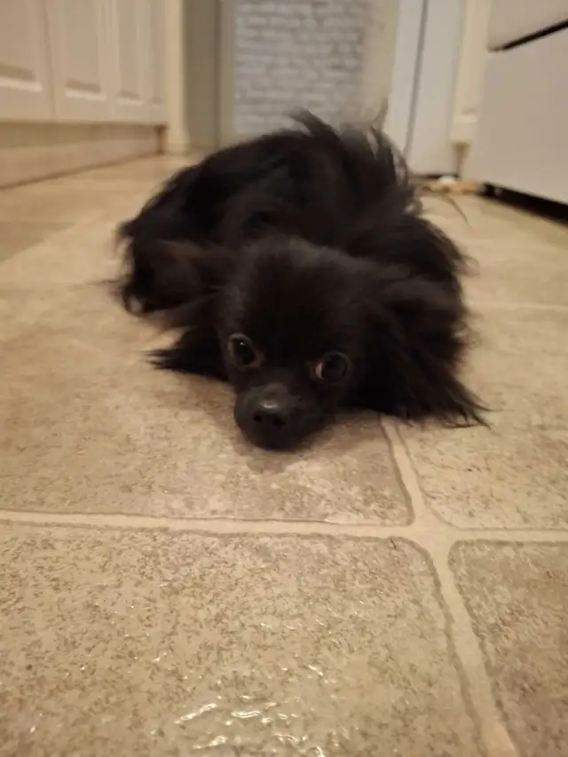 1 year old female puppy | Dogs & Puppies for Rehoming | Edmonton | Free ...