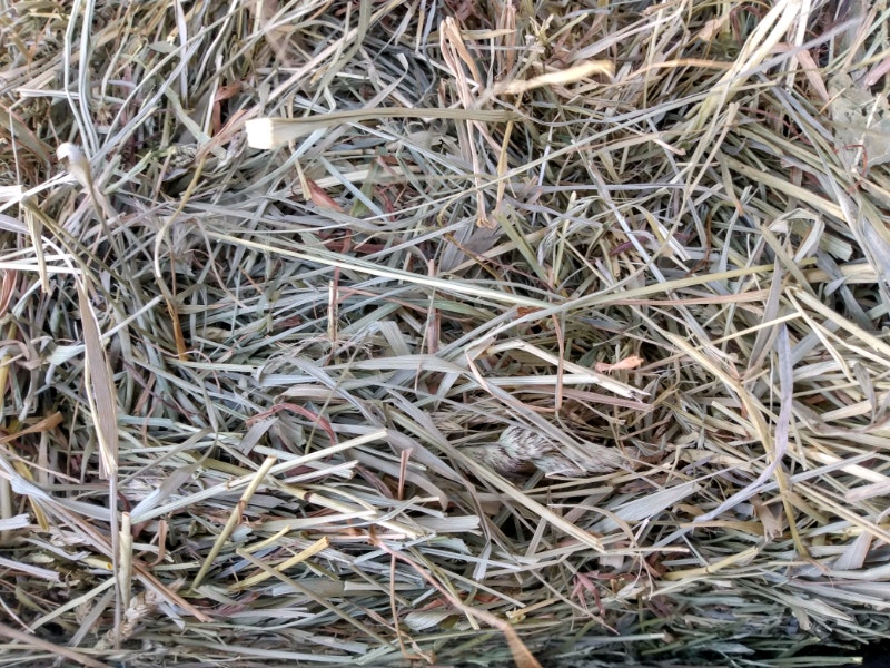 TIMOTHY HAY FARM FRESH | Livestock | Windsor Region | Kijiji