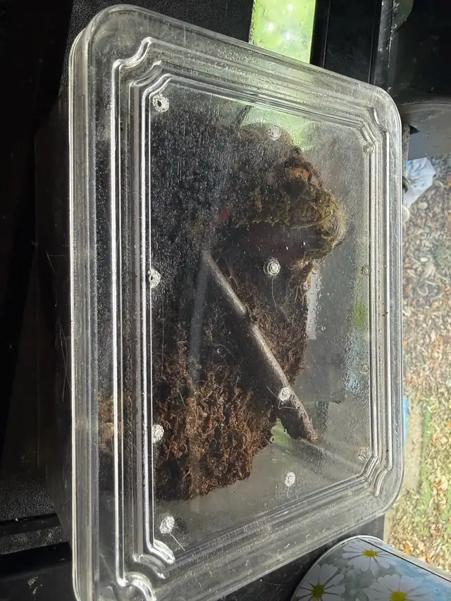 Brachypelma Auratum Tarantula’s | Reptiles & Amphibians for Rehoming ...