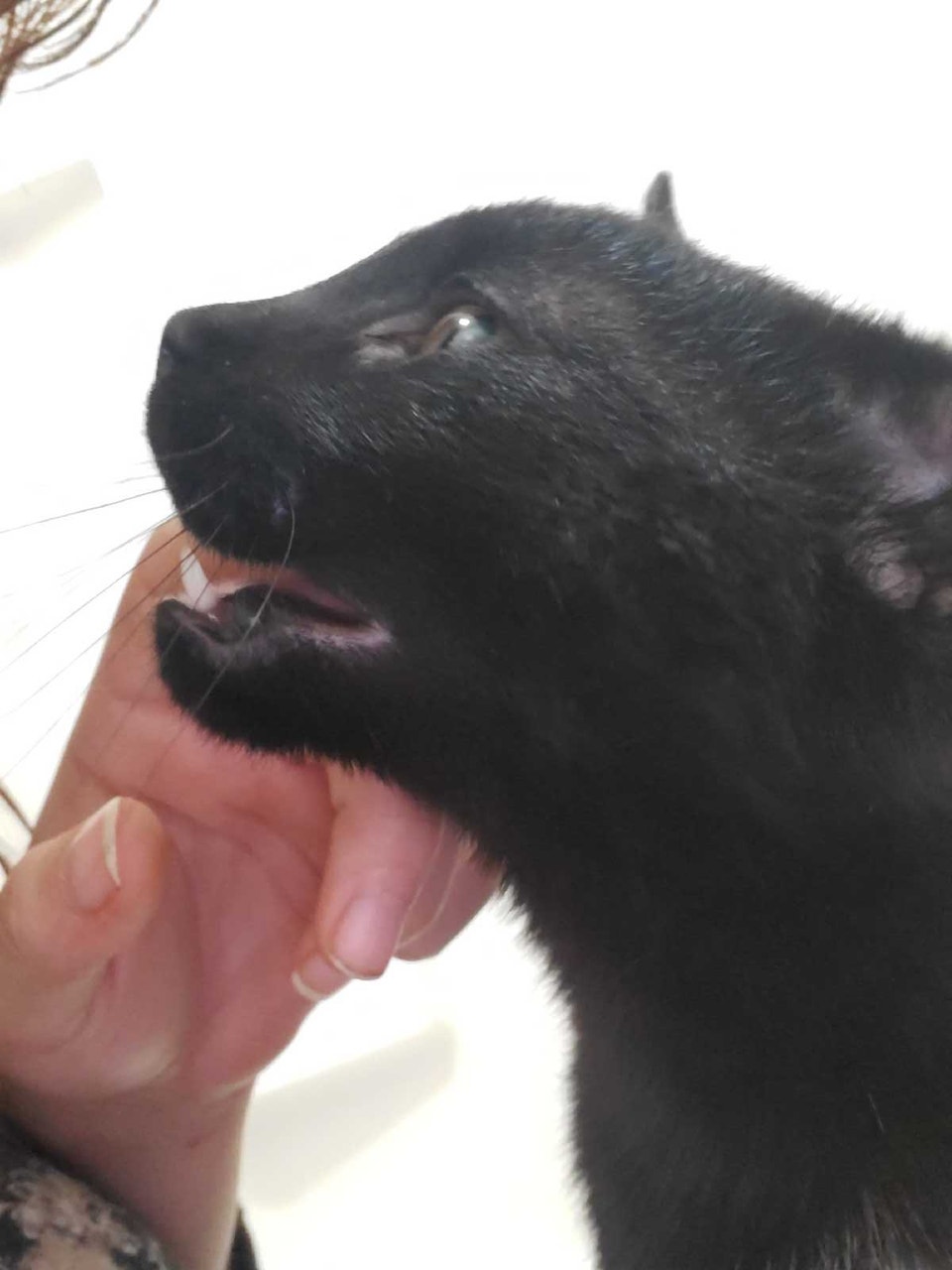 looking for male rabbit/bunny or spayed female | Small Animals for ...