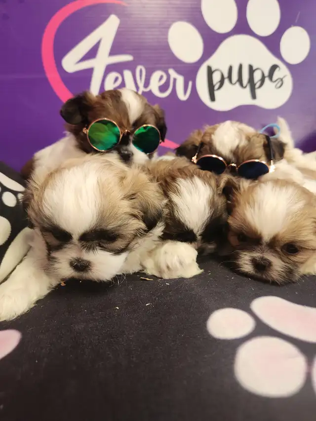 Pure Shih-tzu pups *registered parents w/international pedigree | Dogs ...