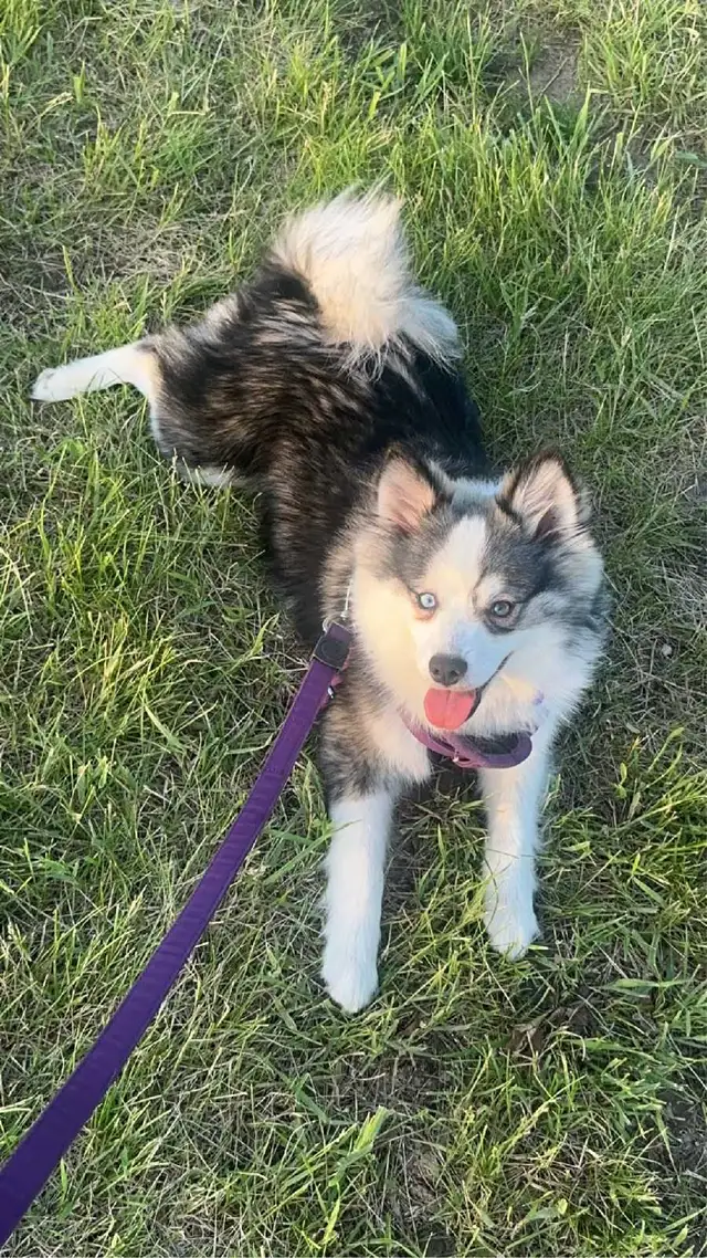 Alaskan KleeKai/ Miniature American Eskimo Puppies FOR SALE | Dogs ...