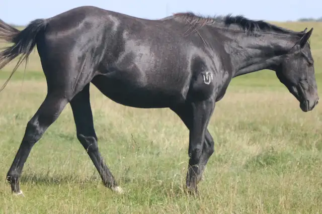 Refined, very pretty, quick.Reining Prospect. | Horses & Ponies for ...