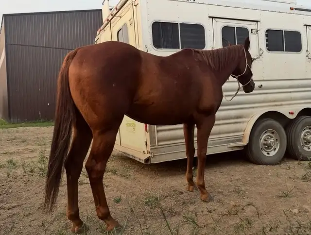 7 Year old Gelding Elvis | Horses & Ponies for Rehoming | St. Albert ...