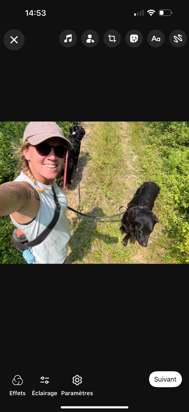 Chiots. Maman Bouvier bernois, papa lab/golden | Dogs & Puppies for Rehoming | Granby | Free ...