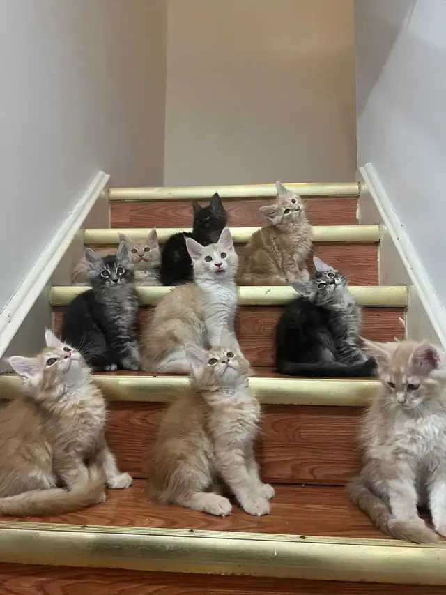 Chatons Maine Coon de race pure — Le cadeau de Noël parfait | Cats ...