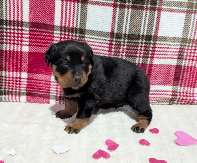 Purebred German Rottweiler | Dogs & Puppies for Rehoming | Kitchener ...