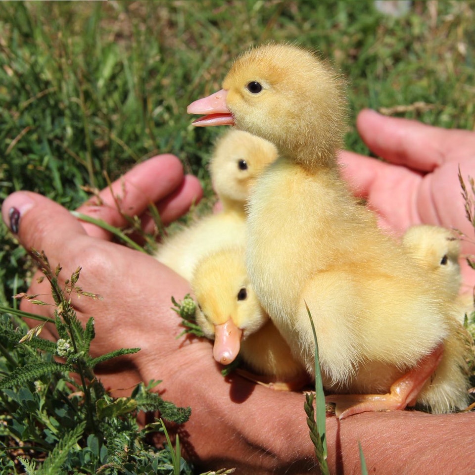 Ducklings | Livestock | Markham / York Region | Free local classifieds ...