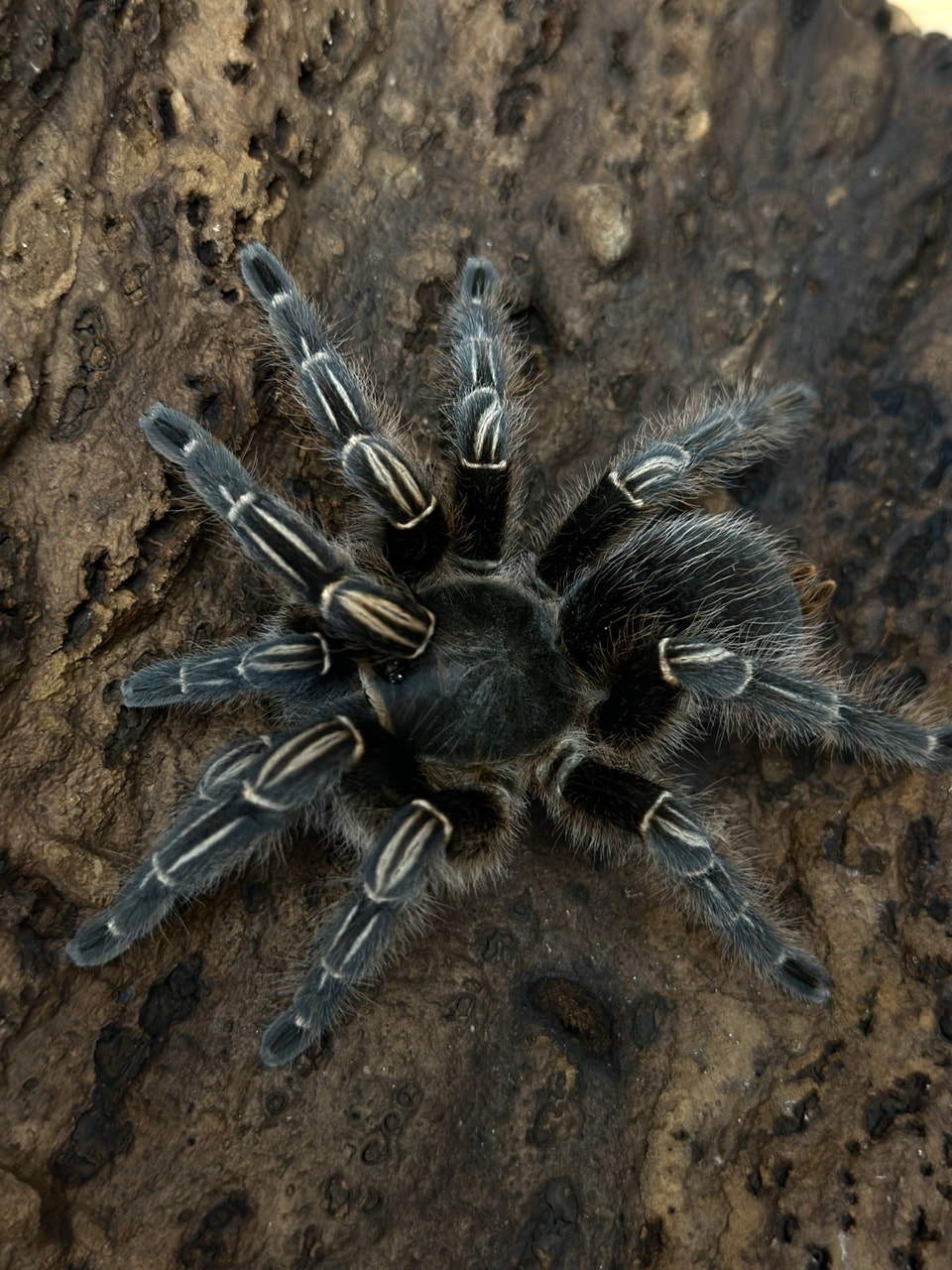 Costa Rican Zebra Tarantulas Avaliable Now! | Reptiles & Amphibians for ...