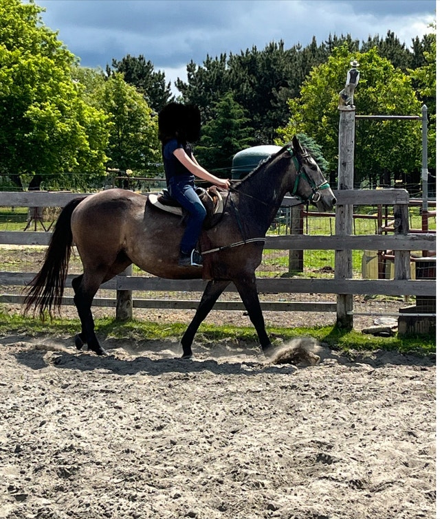 Jument percheron X thoroughbred | Chevaux et poneys à adopter ...