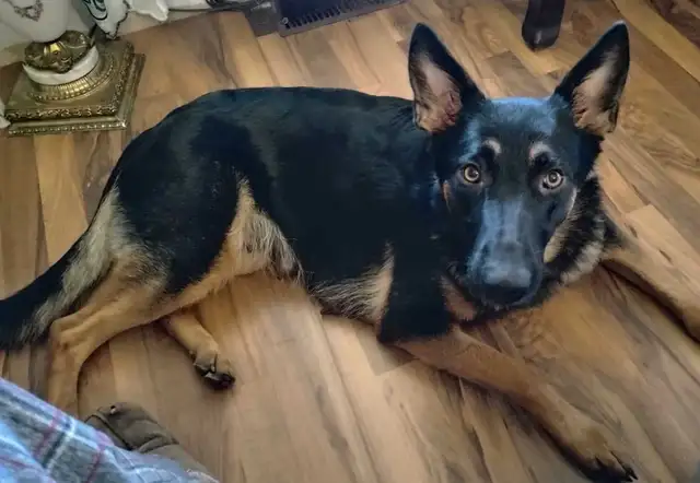 bébé chien berger allemand x husky | Dogs & Puppies for Rehoming ...