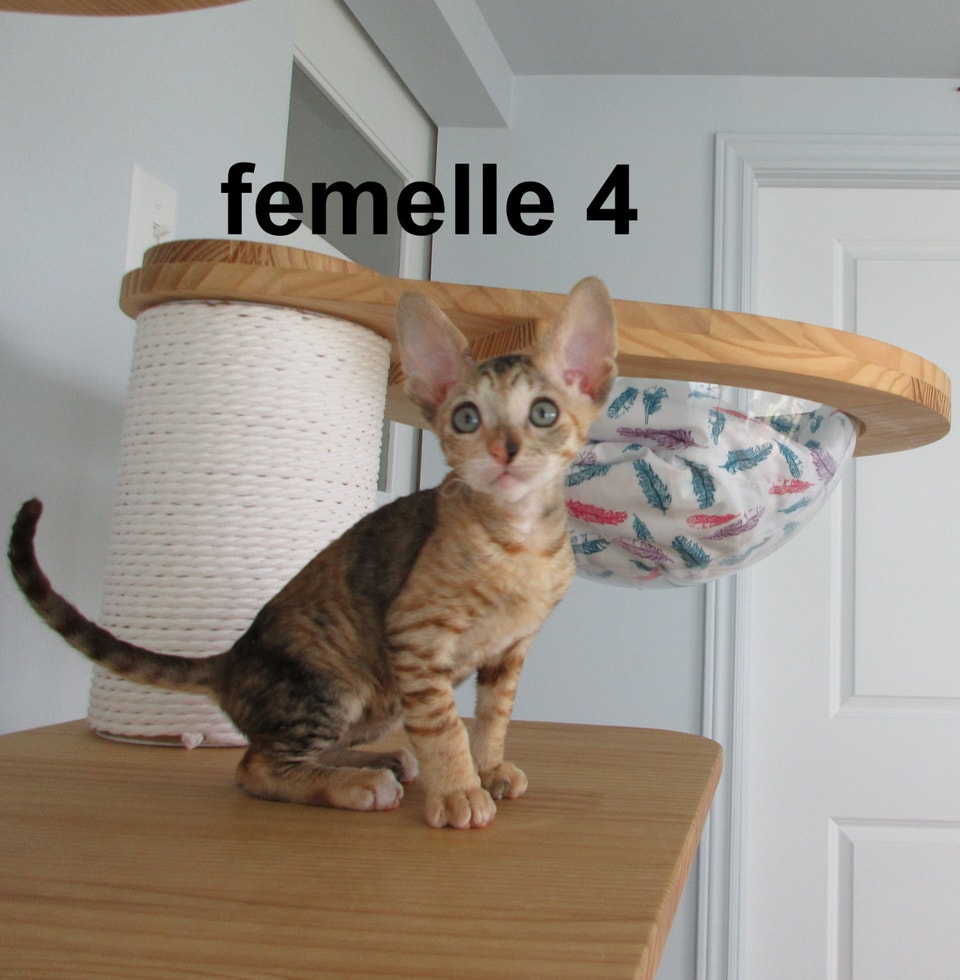 chaton rex cornish prêt a être réservé micropucé vermifugé | Cats ...