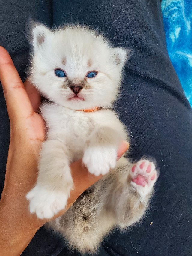 Purebred Siberian Kittens Available Cats And Kittens For Rehoming Deltasurreylangley Kijiji