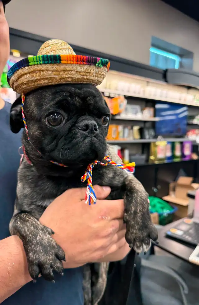 3 year old female pug needs rehoming | Small Animals for Rehoming ...