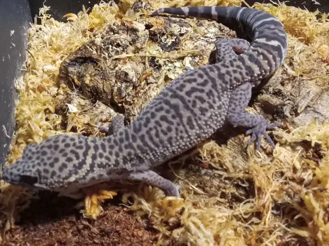 Chinese Cave Gecko Group (Goniurosaurus bawanglingensis) | Reptiles ...