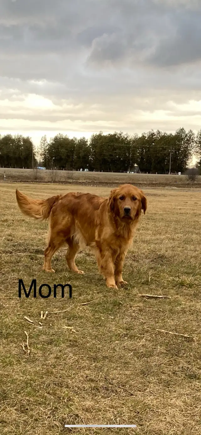 READY TO GO!! Red Retriever Puppies | Dogs & Puppies for Rehoming ...