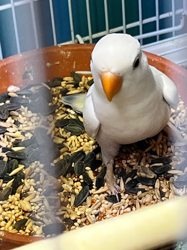 10 week old peachface lovebird | Birds for Rehoming | City of Toronto ...