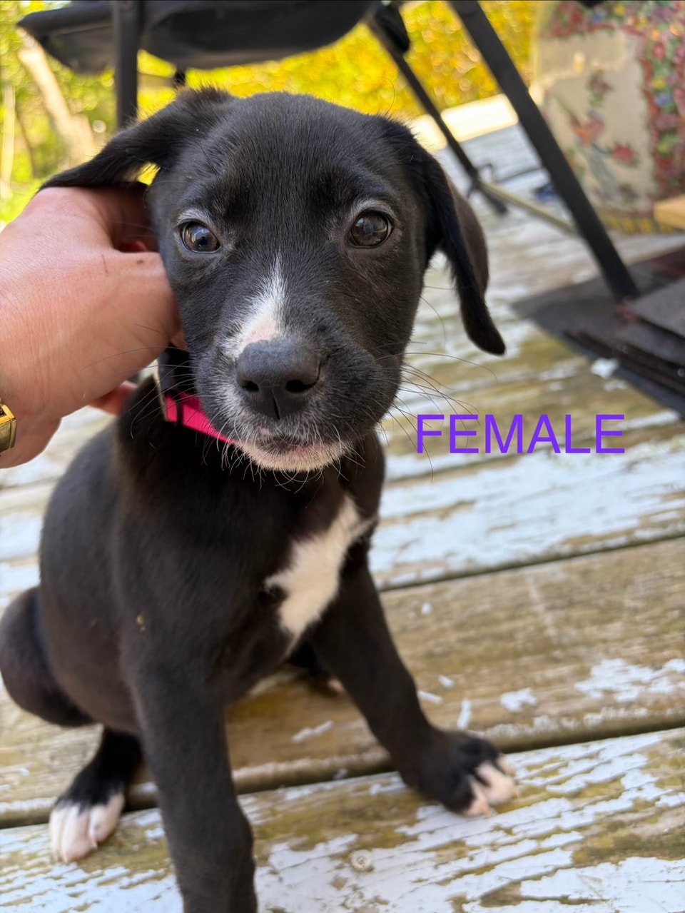 lab mix puppies to good homes | Dogs & Puppies for Rehoming | Saint ...