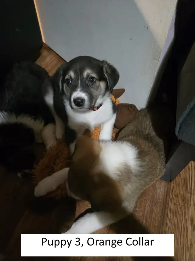 Border Collie X Shepherd X Husky Puppies for loving homes | Dogs ...