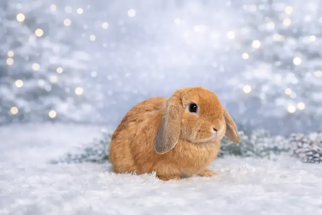 Stérilisées - jeunes bélier hollandais femelles | Small Animals for ...