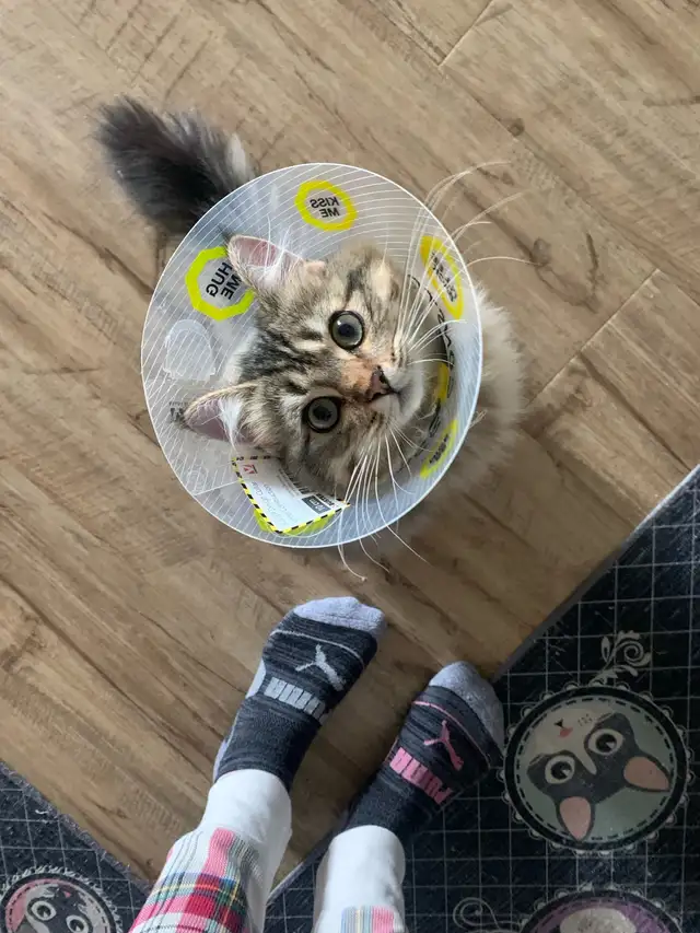 Meet Cosmo! | Cats & Kittens for Rehoming | Calgary | Free local ...