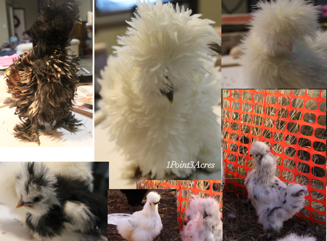 Bearded Pure Bred Silkie Mixed Pen Frizzle Mottled Baby Chick ...