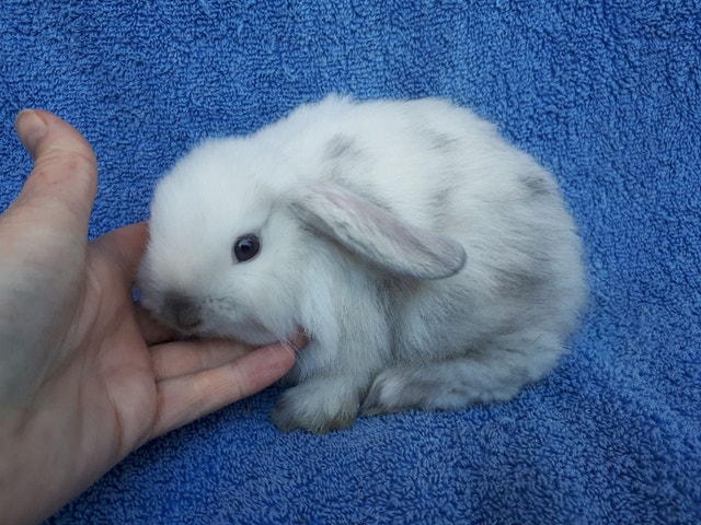 EXTRAORDINARY Baby Netherland dwarf & lionhead rabbits | Small Animals ...