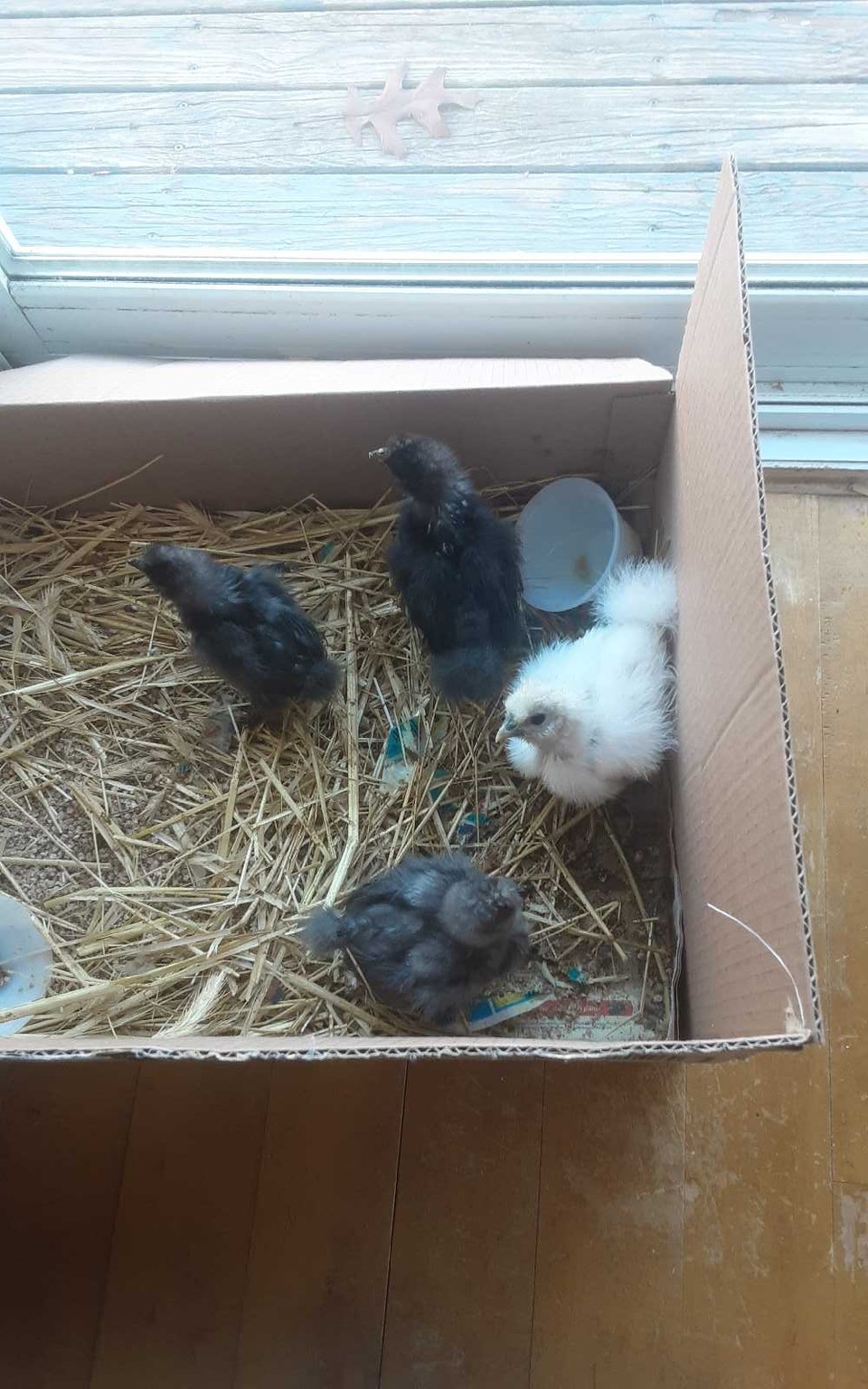 ISO young silky roo i have a few girls for him | Livestock | Cole ...