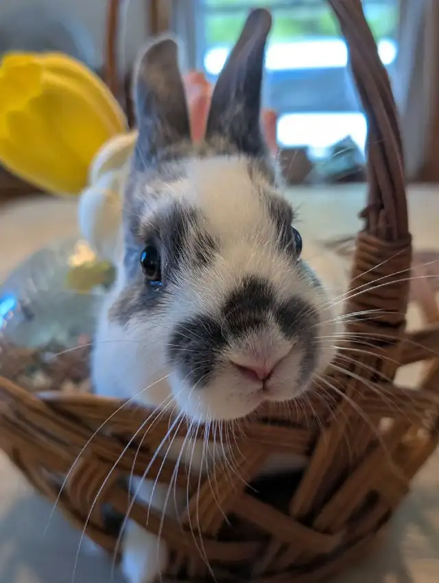 Pixie Rex (4 females) Rabbits | Small Animals for Rehoming | West ...