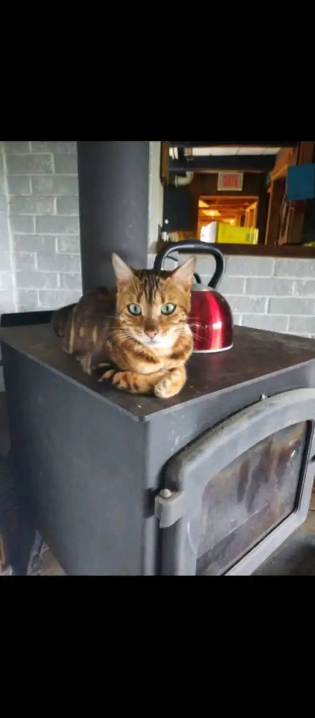 Chatons Bengals pure race | Cats & Kittens for Rehoming | Laurentides ...