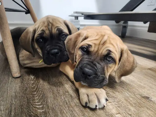 READY TO GO TODAY! 2 LEFT! Cane Corso Puppy | Dogs & Puppies for ...