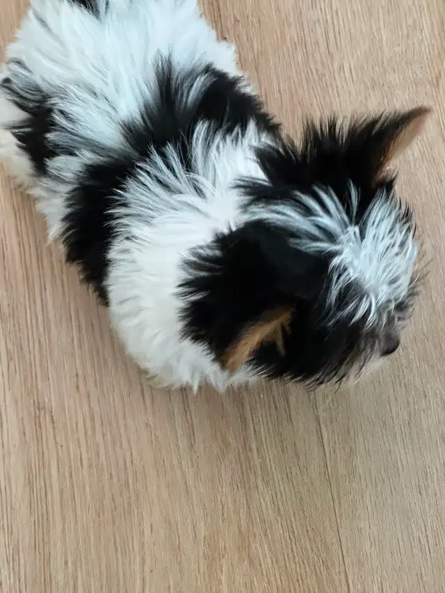 Yorkshire Biewer femelle chiot | Dogs & Puppies for Rehoming | West ...